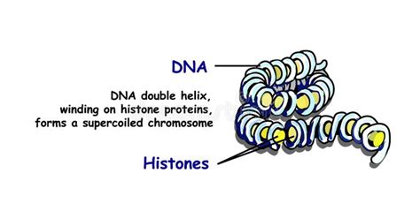 Dna Replication Process Stock Illustrations 391 Dna Replication
