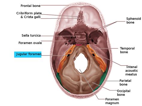 [figure Jugular Foramen Image Courtesy S Bhimji Md] Statpearls