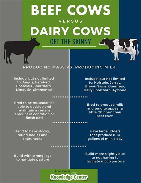 Dairy Cow Vs Beef Cow Farm Credit Of The Virginias In 2023 Beef