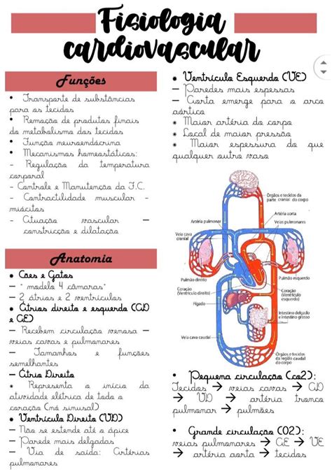 Mapa Mental Sistema Cardiovascular Artofit