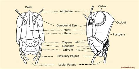 Grasshopper Head Anatomy Functions Diagram