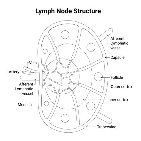Lymph Node Structure Science Design Vector Illustration 36059201 Vector