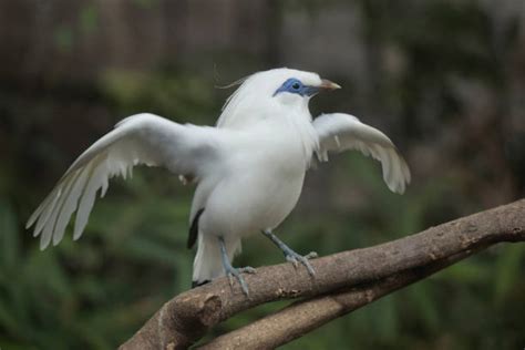 100 Sooty Tern Foto Foto Stok Potret And Gambar Bebas Royalti Istock