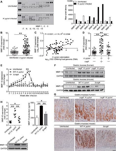 Mmp 10 Is Increased In Gastric Mucosa Of H Pylori Infected Patients