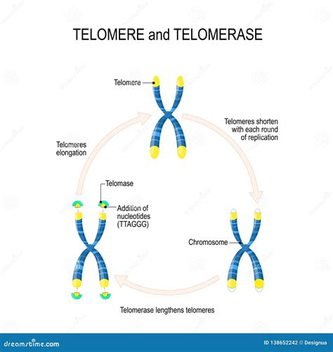 Telomere And Telomerase Aging Process Stock Vector Illustration Of