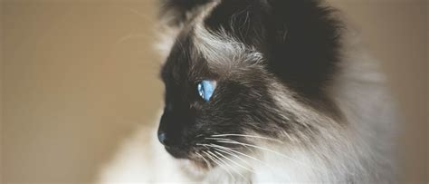 12 Warning Signs That A Cat Needs A Veterinarian Cat World