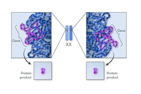 Inheritance Patterns For Single Gene Disorders