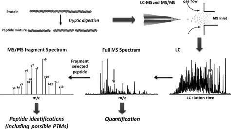 General Workflow For Lc Ms Based Global Proteomics Proteins In Complex