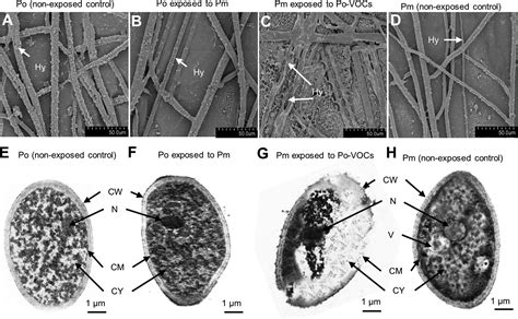 Volatile Organic Compounds From Pythium Oligandrum Play A Role In Its