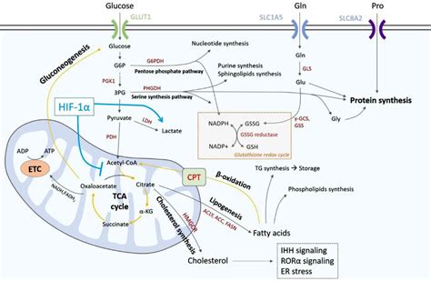 Schematic Diagram Of The Metabolic Pathways Glucose Amino Acid And