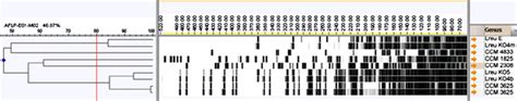 Aflp Dendrogram A And Aflp Fragment Pattern B Of Seven