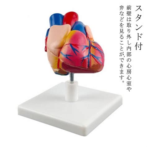 心臓バイパス付 4d 研究 教材 右心房 左心房 右心室 左心室 人体模型 2分解モデル モデル 目 心臓 模型 解剖 実物大 模型 診察