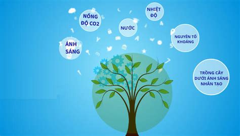 Các Yếu Tố Chủ Yếu Ngoài Môi Trường ảnh Hưởng đến Quang Hợp Là