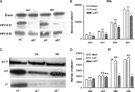 A Western Blot Detection Of Hpv16 E6 And E7 Proteins In Total Cell