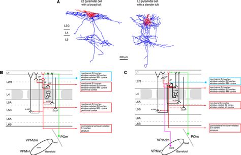 excitatory synaptic input output relationship in layer 2 3 of the s1