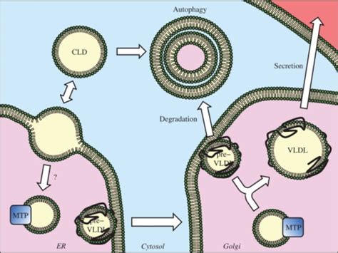 Schematic Representation Of Vldl Production Apob Autop Open I