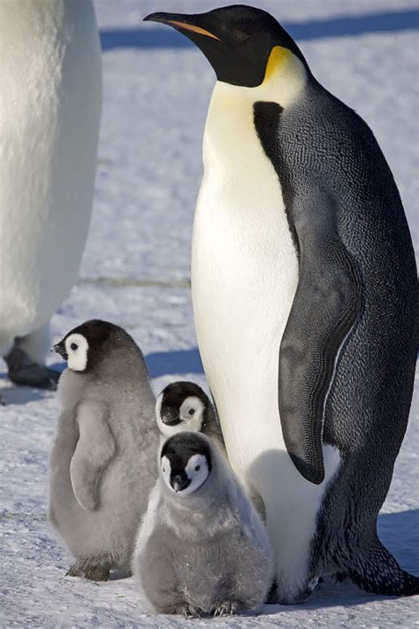 ¿el Pingüino Emperador Puede Estar En Peligro De Extinción Por El