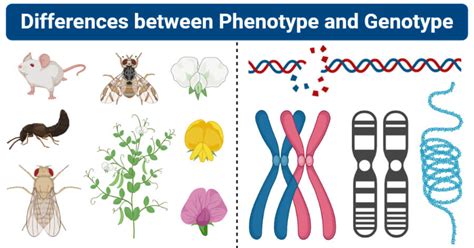 Phenotype Vs Genotype Definition 10 Differences Examples