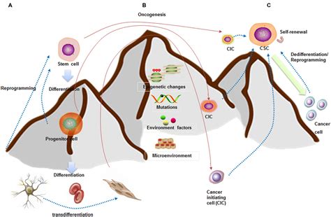 Frontiers Drug Delivery Using Nanoparticles For Cancer Stem Like Cell