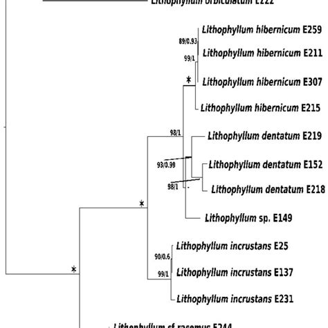 Phylogenetic Reconstruction Of Lithophyllum Spp Based On Concatenated