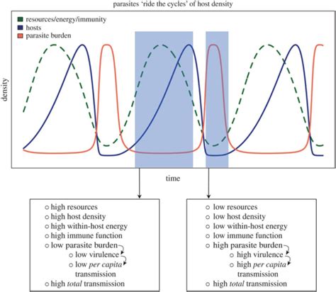 Density Dependent Factor Definition And Examples Biology Online