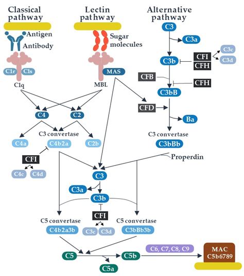 Biomolecules Free Full Text Complement Components In The Diagnosis