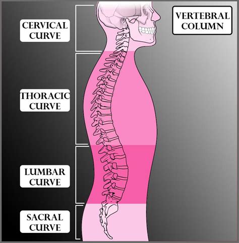 number of cervical vertebrae in a human being is a class 11 biology cbse