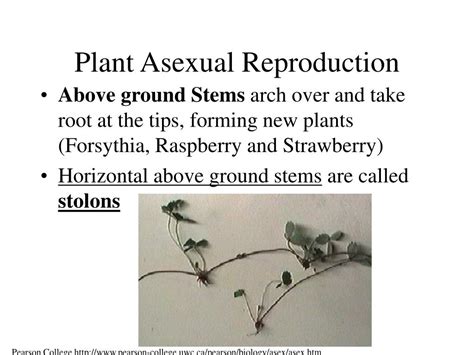 Ppt Plant Reproduction Powerpoint Presentation Free Download Id 176453