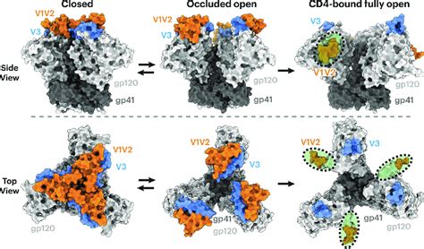 Hiv Env Trimers Can Adopt Several Conformational States Env Gp120
