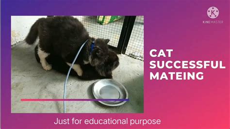 Cat Mating How Cat Mating Done Successfully Successful Cat Mating