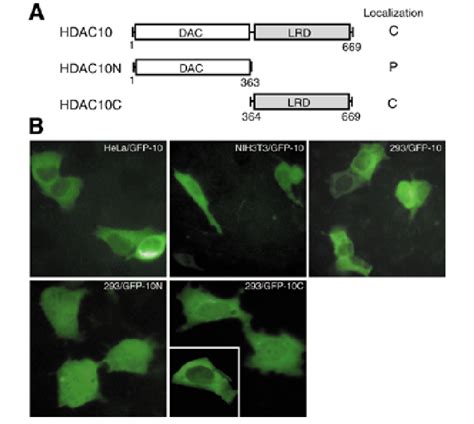 Subcellular Localization Of Hdac10 A Schematic Illustration Of