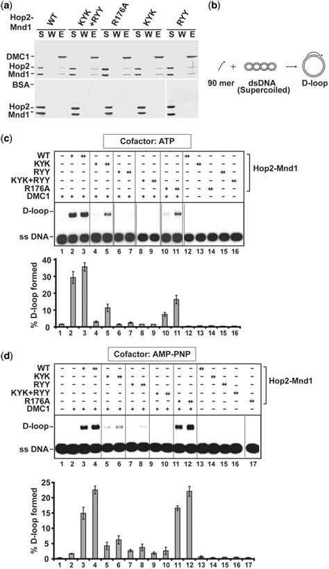 Examination Of Dna Binding Mutants Of Hop2 Mnd1 In The D Loop Reaction