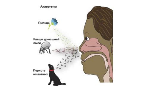 Аллергический ринит или «сенная лихорадка European Lung Foundation