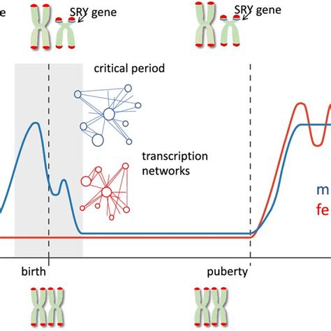 Incorporation Of Sex Chromosomes And Transcriptomics In Sexual