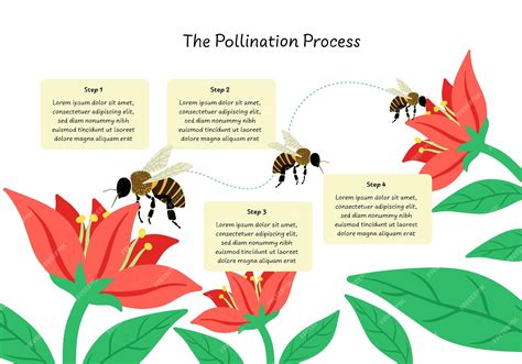 Premium Vector Infographic Of Flower Pollination Process
