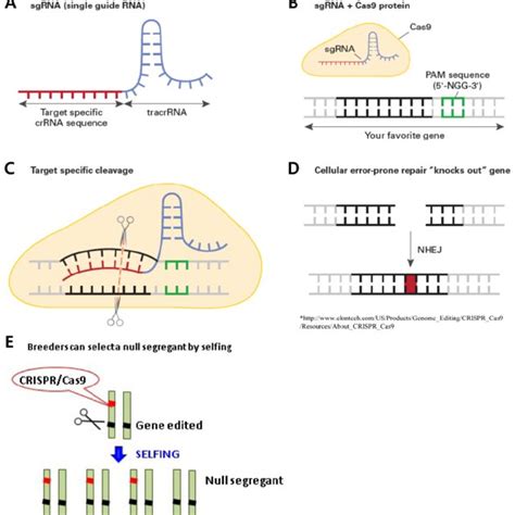 Crispr Cas9 Agriculture