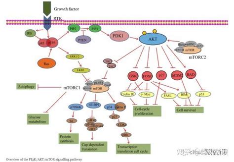 一篇综述读懂m6a Rna甲基化与肿瘤信号通路之间的联系 知乎