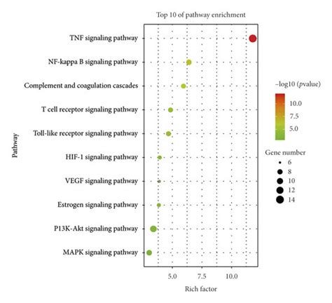 Go And Kegg Pathway Enrichment Analysis For Targets Of Bhd Related To
