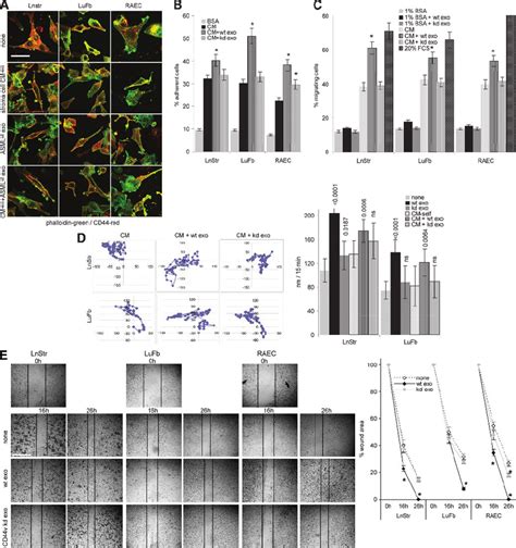 Tex Modulated Cm And Cell Adhesion Motility A Cells Were Seeded On