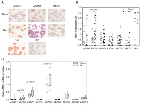Abc Transporter Protein And Mrna Expression In Monocyte­derived