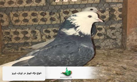 انواع نژاد کبوتر در ایران عکس