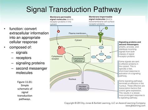 Signal Transduction Pathways Link Signal Reception With Cellular