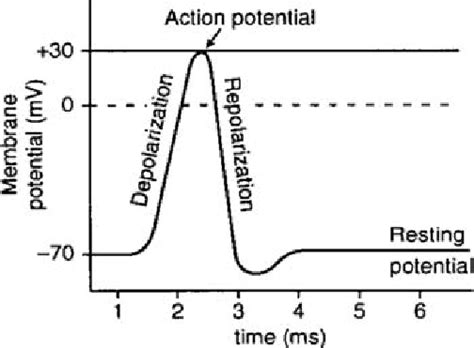 Action Potential Wave Form 2 Download Scientific Diagram