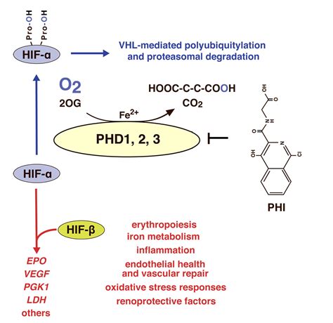 The Hypoxia Inducible Factor Pathway Hif Haase Lab