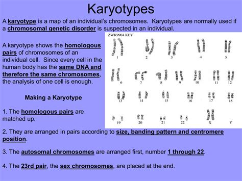 karyotypes