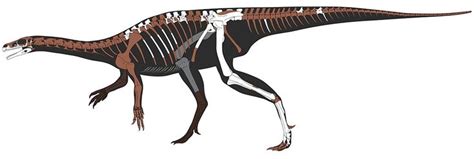 Species New To Science [paleontology • 2018] Bagualosaurus Agudoensis
