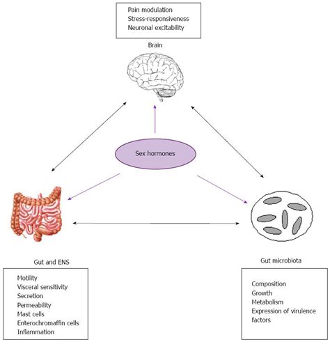 sex hormones in the modulation of irritable bowel syndrome
