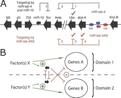 regulation of gene expression by antisense mirnas a mirna mediated