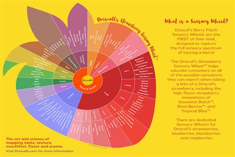 driscolls launch three new strawberry varieties and sensory wheel the