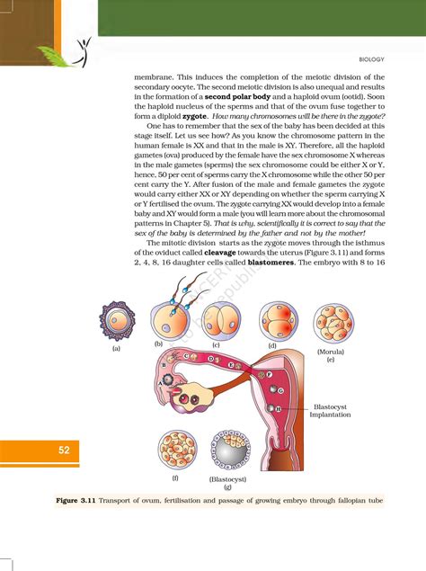 Human Reproduction Ncert Book Of Class 12 Biology
